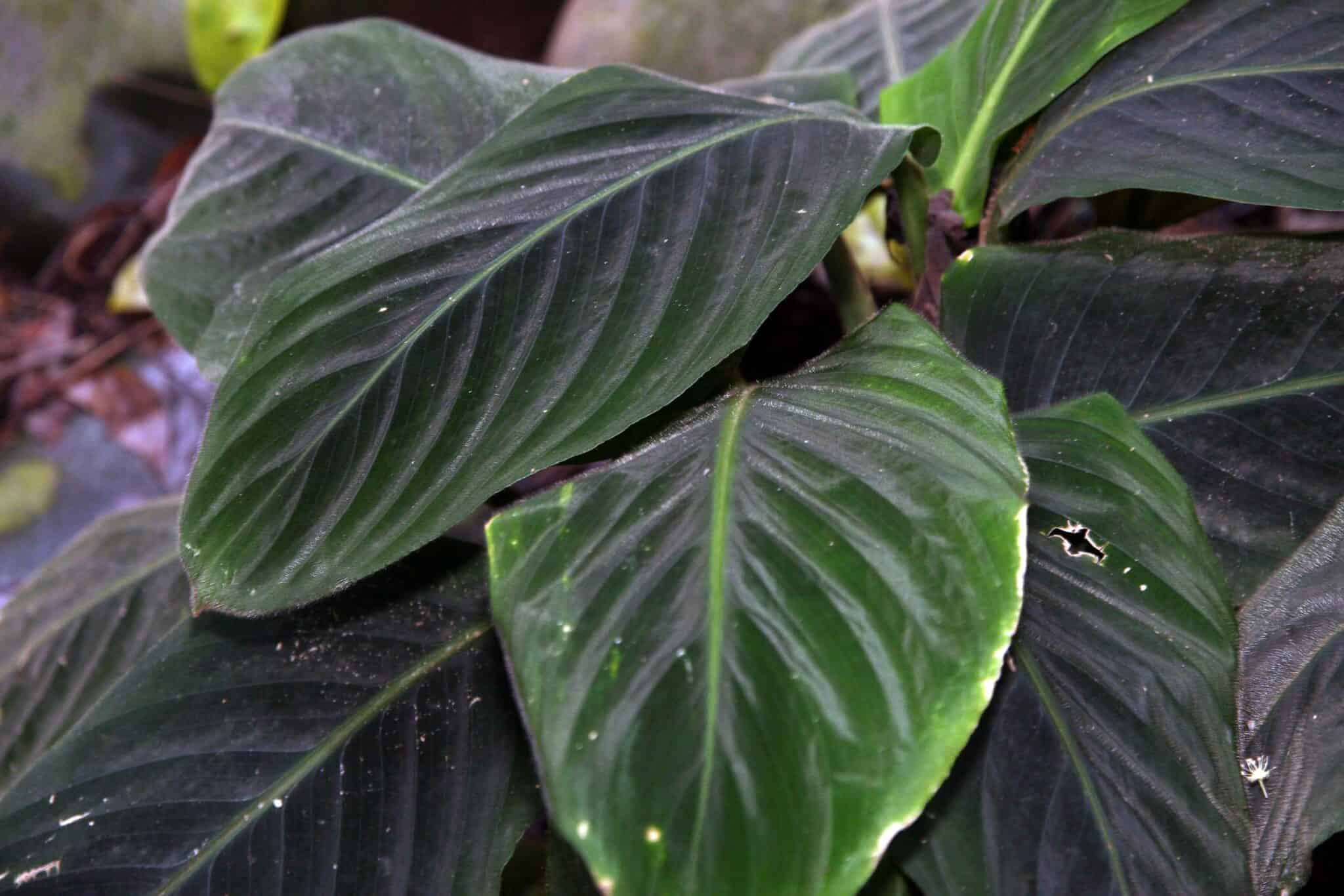 Calathea Warscewiczii: How to Keep The Jungle Velvet Plant Thrive ...