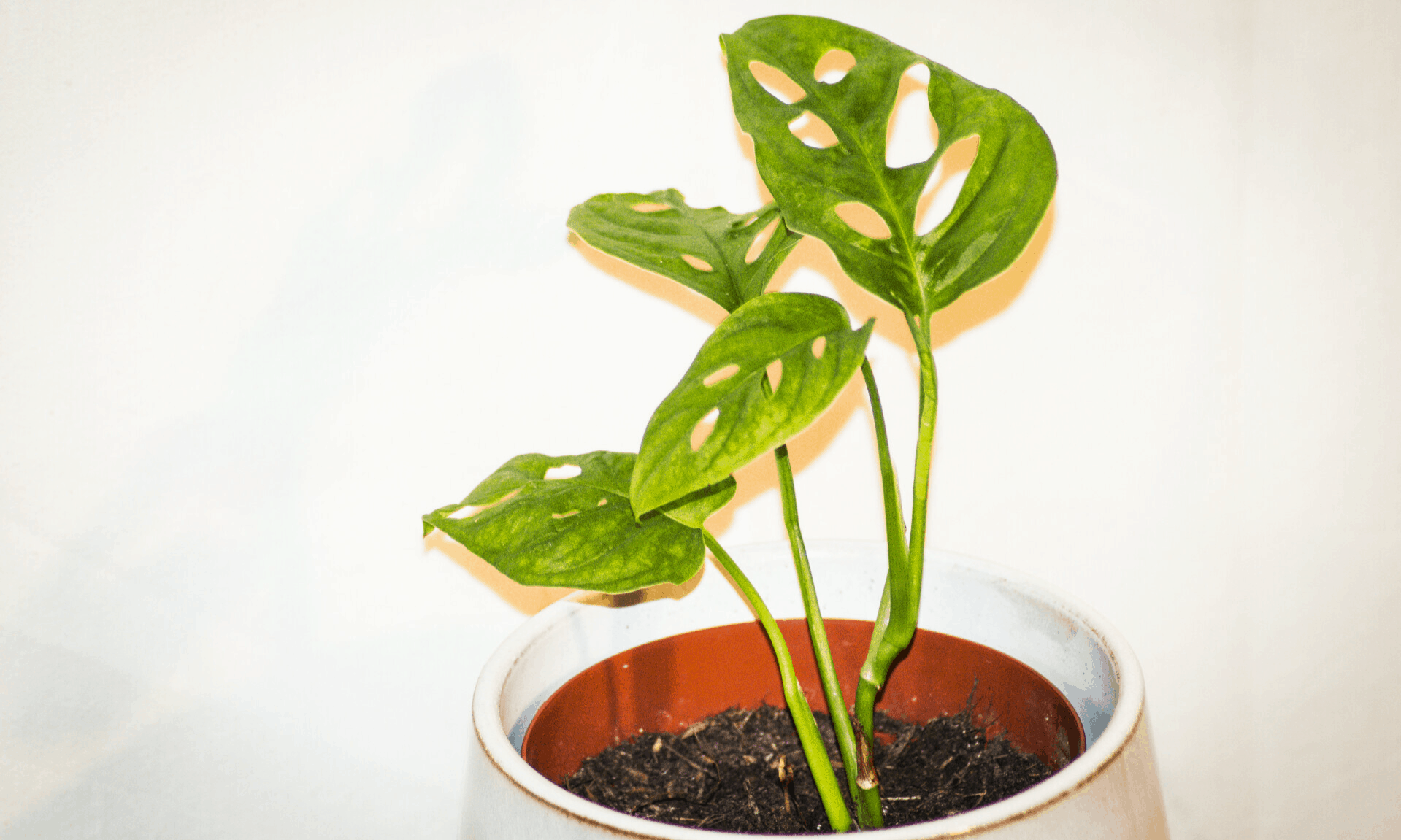 Monstera Adansonii: Why You Need This Tropical Plant at Home - Potted Well