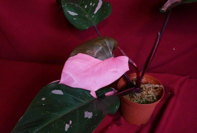 Pink Princess Philodendron: How to Grow and Take Care of It - Potted Well