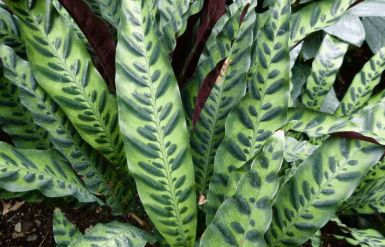 Calathea Rattlesnake: Is It Easy to Grow at Home? - Potted Well