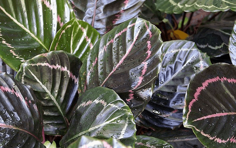 Calathea Roseopicta: How to Care for the Rose Painted Calathea - Potted ...