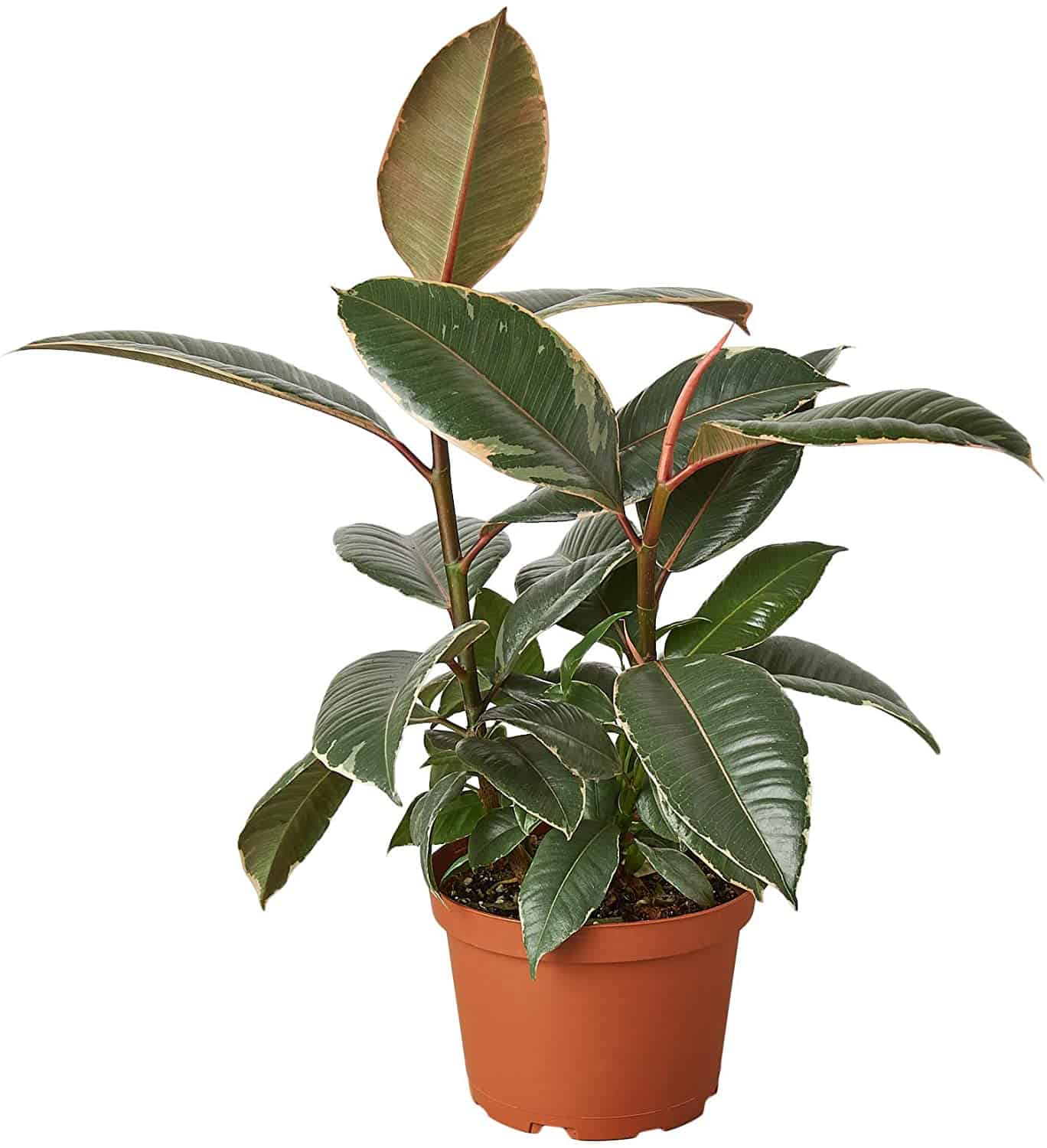 Ficus Tineke: How to Care for The Rubber Tree Indoors - Potted Well