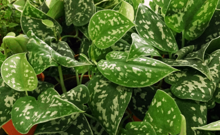 Silver Pothos: What This South Asian Plant Has to Offer - Potted Well