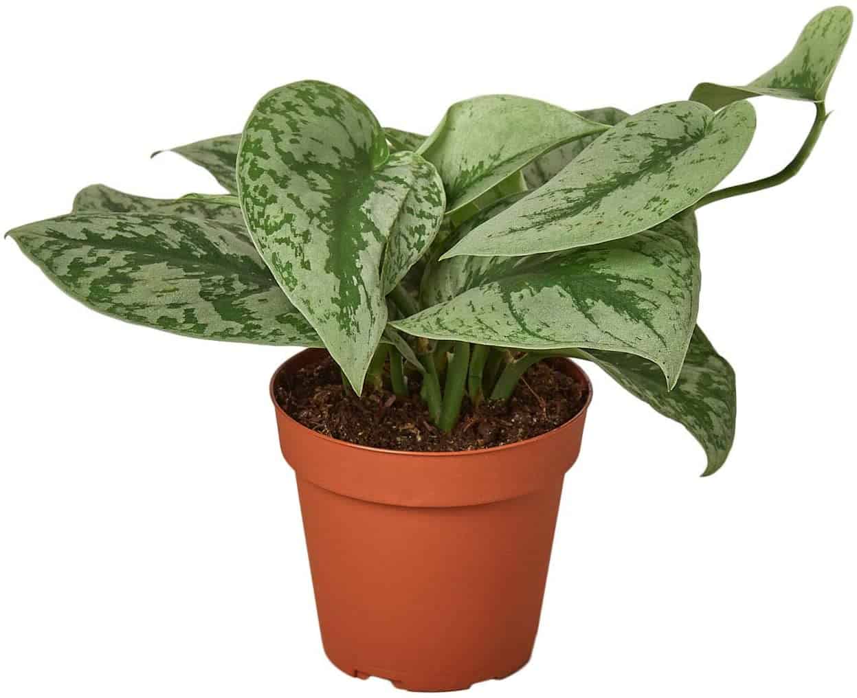 Silver Pothos: What This South Asian Plant Has to Offer - Potted Well