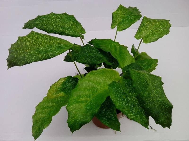 Calathea Varieties Growing Guide 101 Techniques - Potted Well