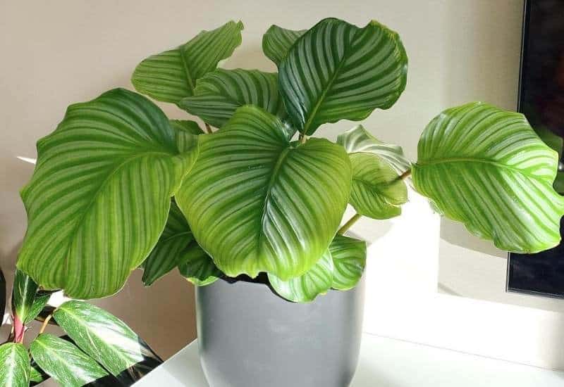 Calathea Varieties Growing Guide 101 Techniques - Potted Well