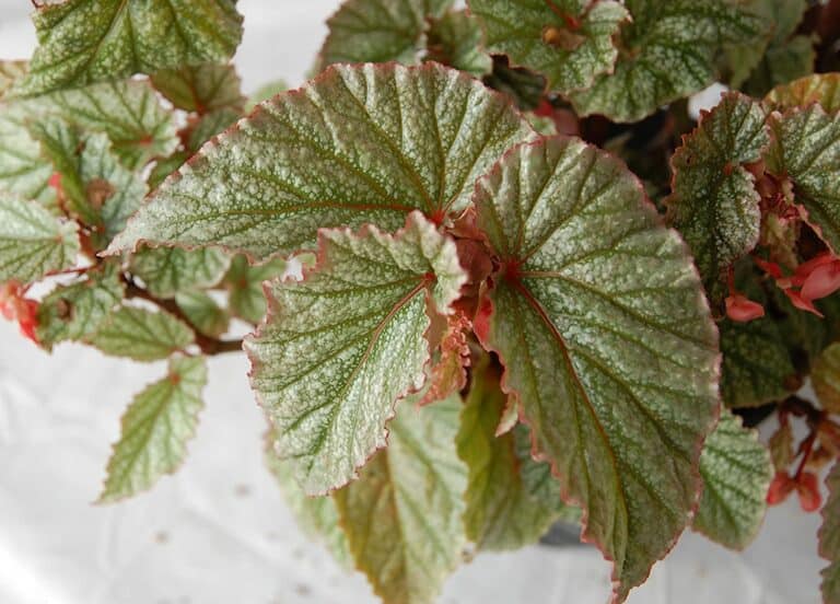 Angel Wing Begonia: Why Is This Plant So Special? - Potted Well