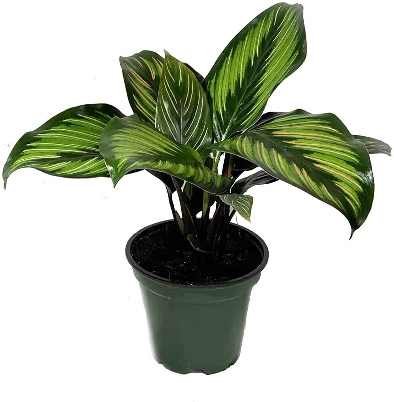 Calathea Varieties Growing Guide 101 Techniques - Potted Well