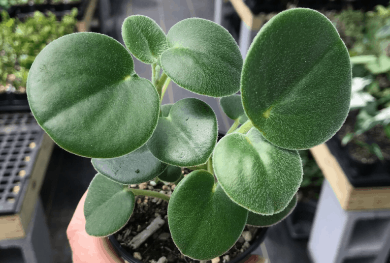 Peperomia Incana: Why The Felted Peperomia Is Perfect For Indoors ...