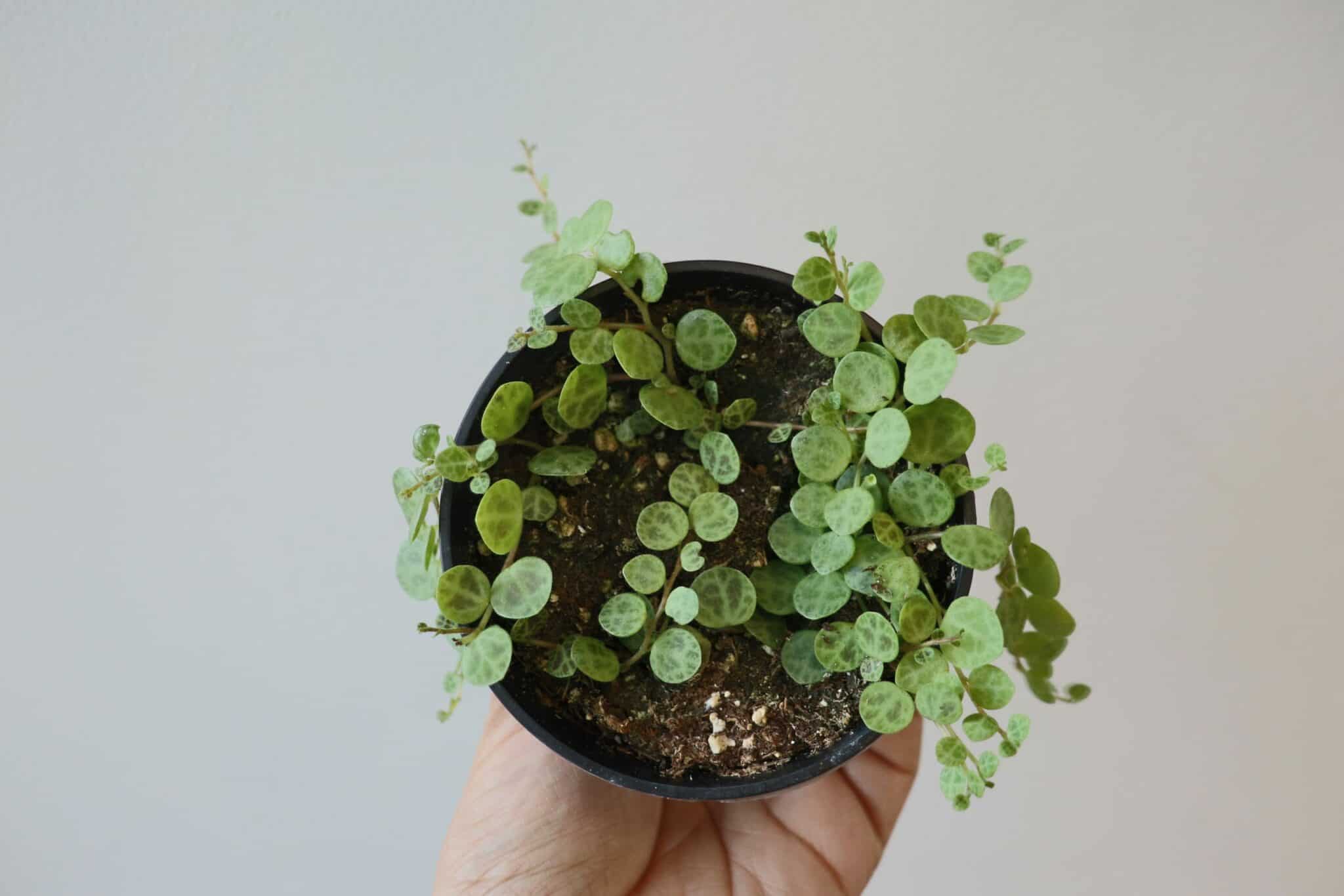 Peperomia Prostrata: How to Grow The String of Turtles Plant - Potted Well