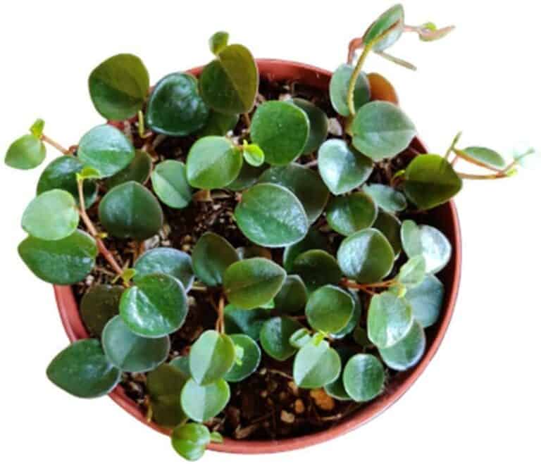 Peperomia Ruby Cascade: Is This Plant Perfect For You? - Potted Well