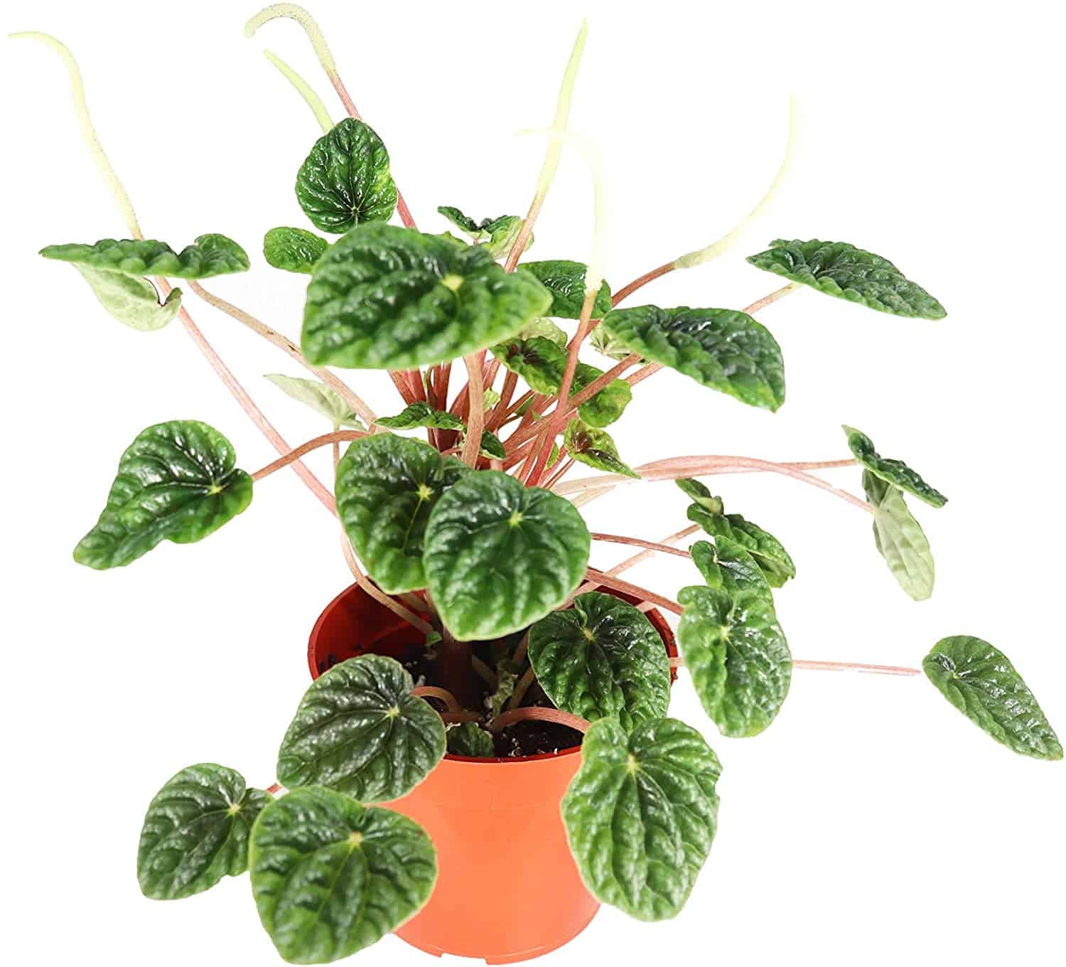 Peperomia Rosso: How Much Maintenance This Flower Needs - Potted Well