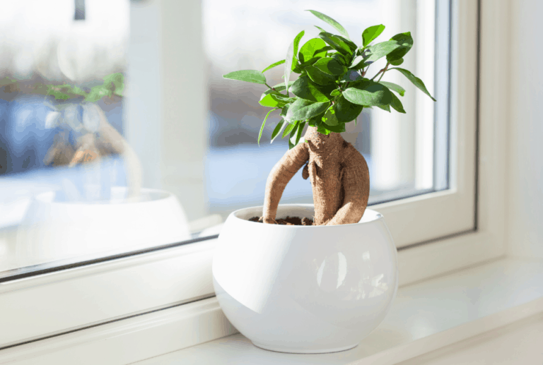 Ficus Microcarpa: Why Is This A Must Have Plant? - Potted Well
